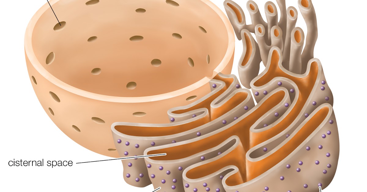 Endoplasmic Reticulum College notes