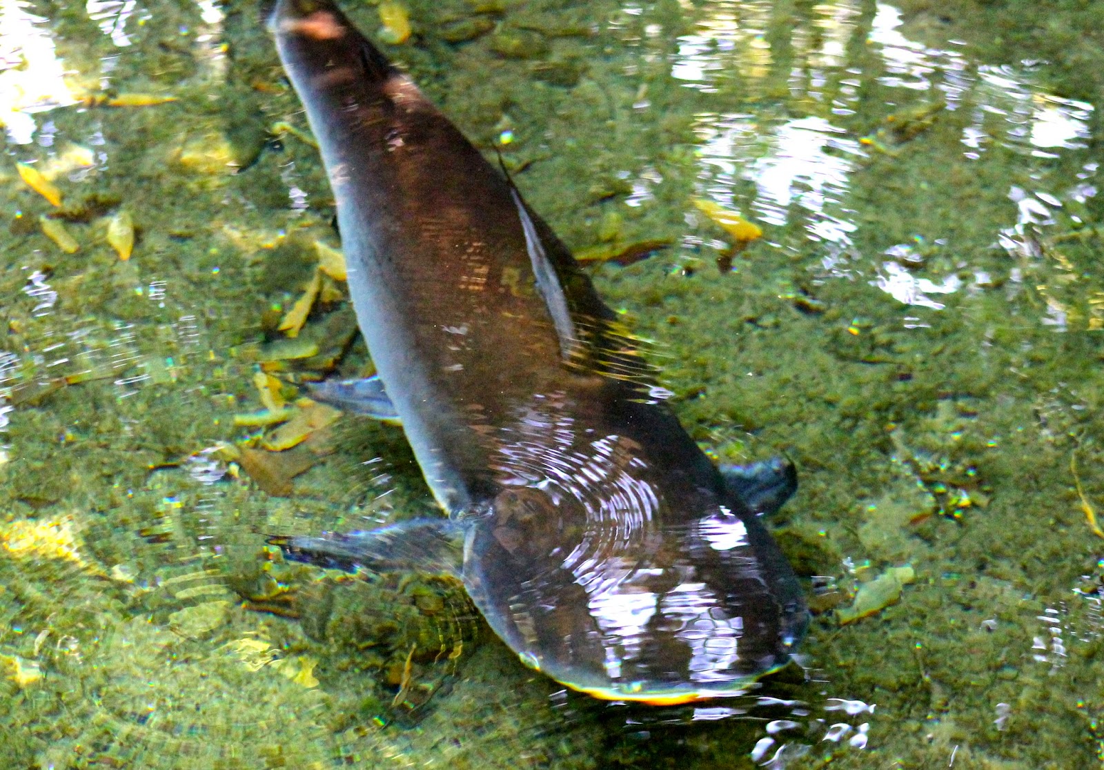 Safari Mike: Paroon Shark-Catfish