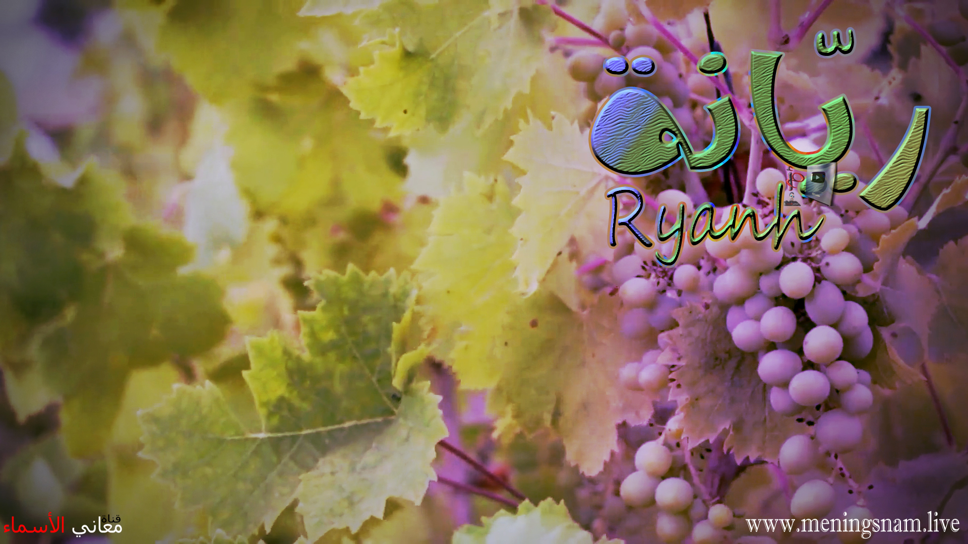 معنى اسم ريانة وصفات حاملة هذا الاسم Ryanh - معاني الأسماء ومعاني ...