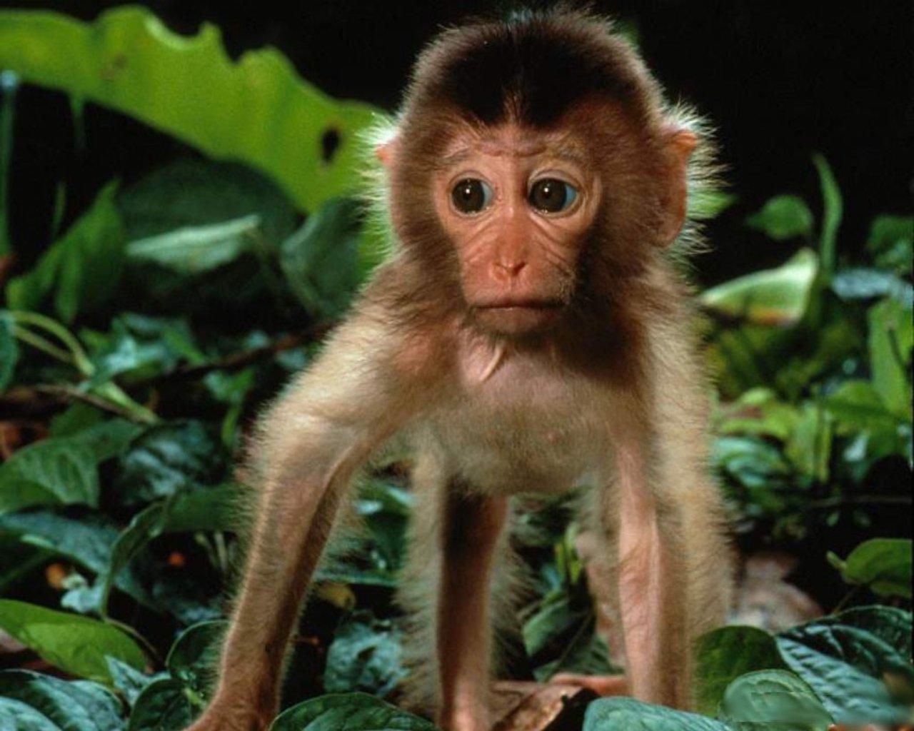 Desktop Nature wallpaper: Baby Monkey Wallpapers, Monkey Baby Funny ...