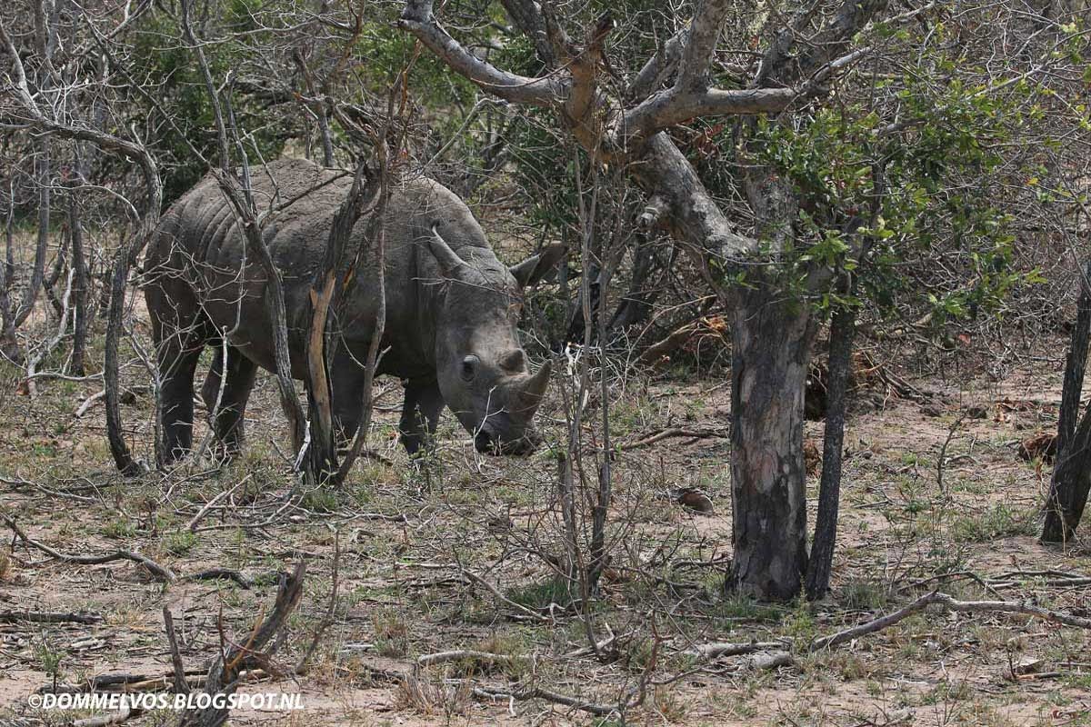 DOMMELVOS NATUURFOTOGRAFIE: Witte neushoorn