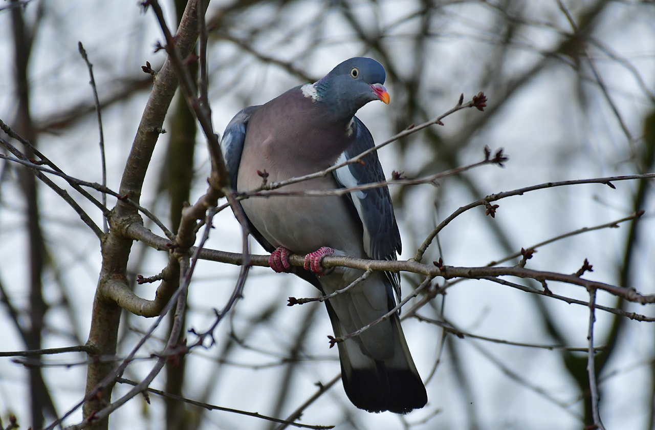 Vogels spotten - vogelsoorten register: Houtduif