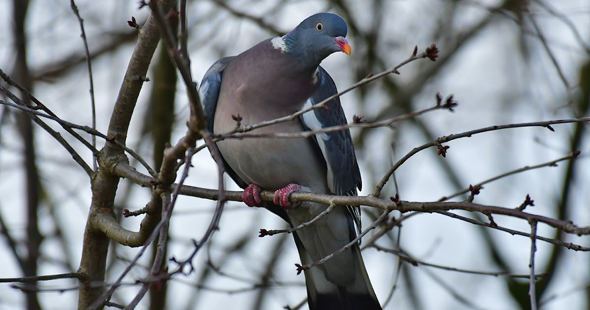 Vogels spotten - vogelsoorten register: Houtduif