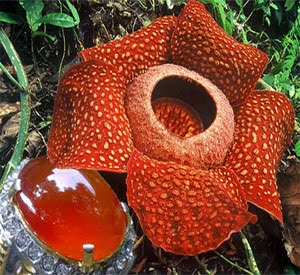 Mengenal Batu Akik Red Raflesia dan Khasiatnya