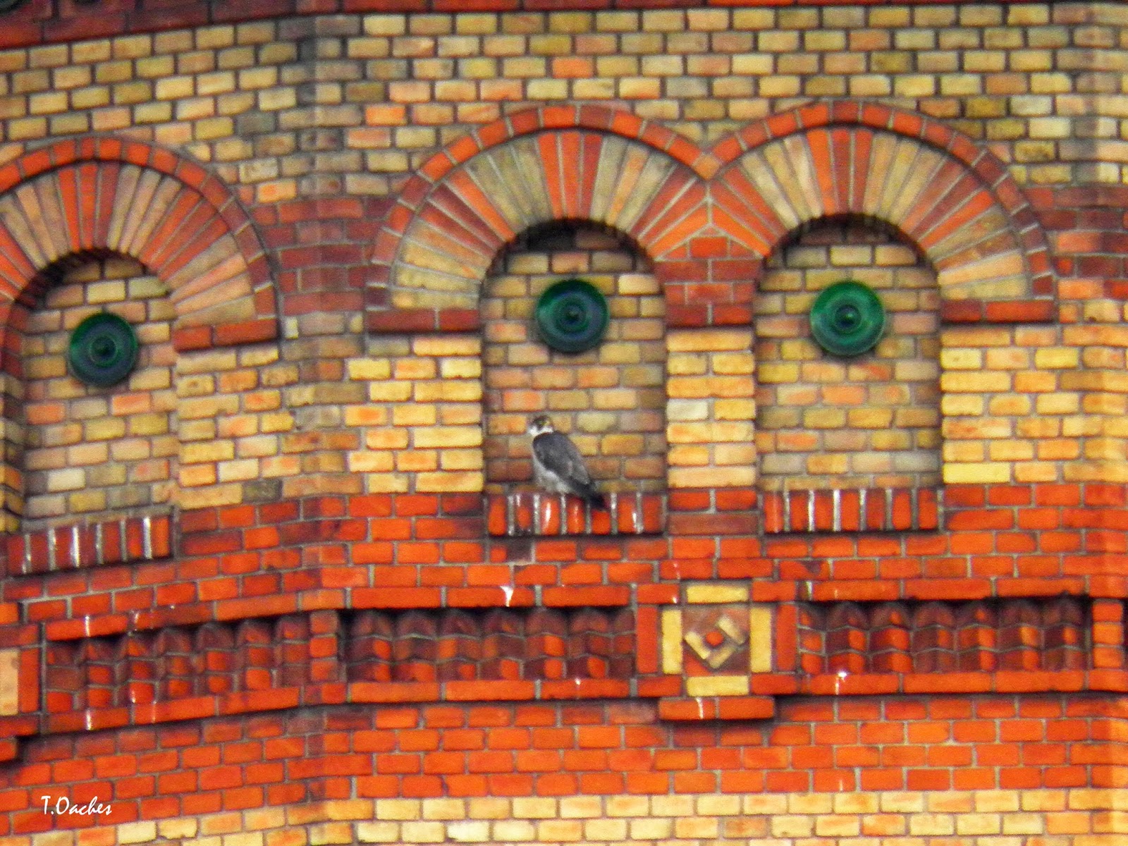 PASARI DIN ROMANIA: SOIM CALATOR, Falco peregrinus