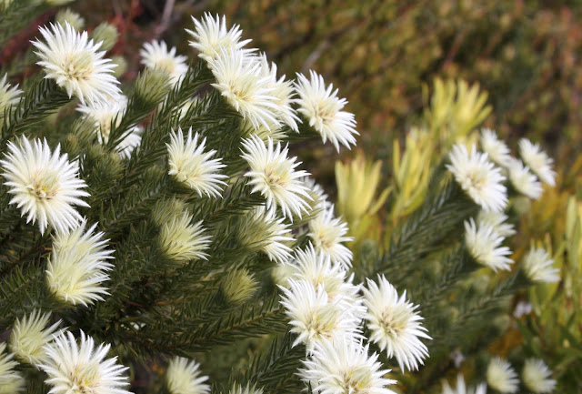 Swallows Nest Farm: Saving Seeds - Phylica