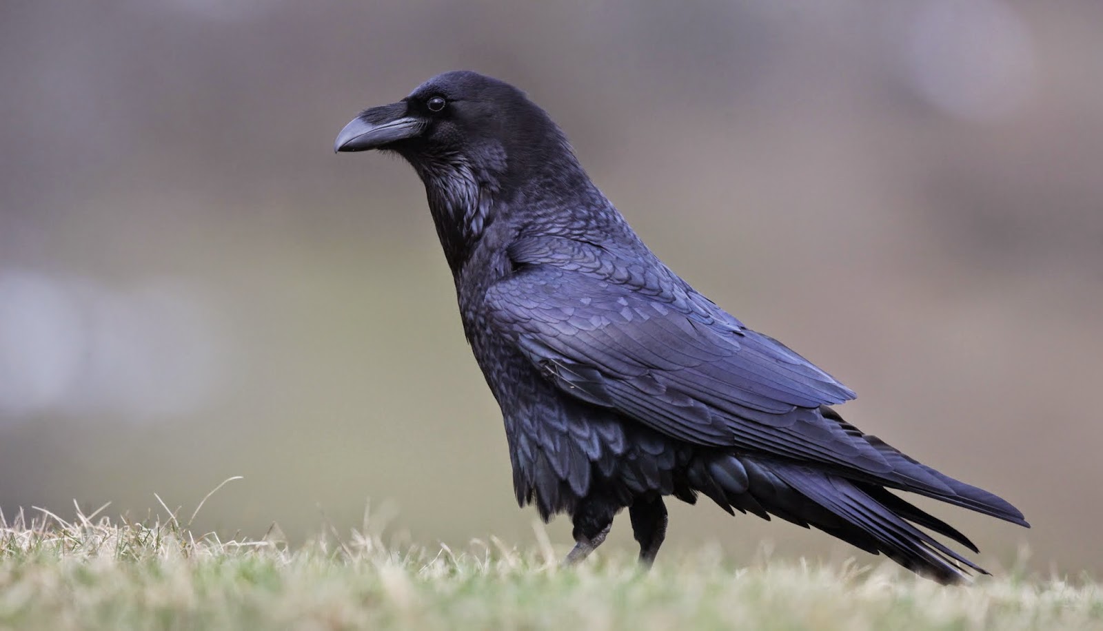 Blog de aves: Instantes alados: cuervo