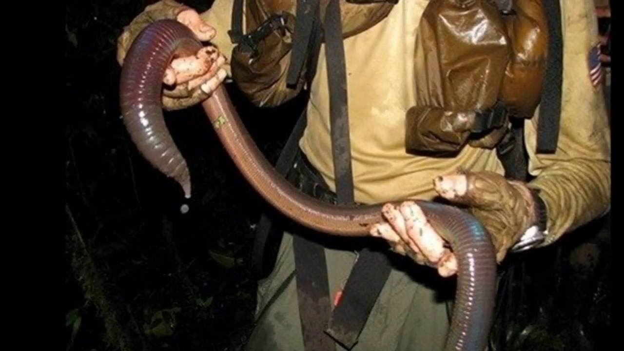 Infounik dan Menarik: Cacing tanah terbesar di dunia