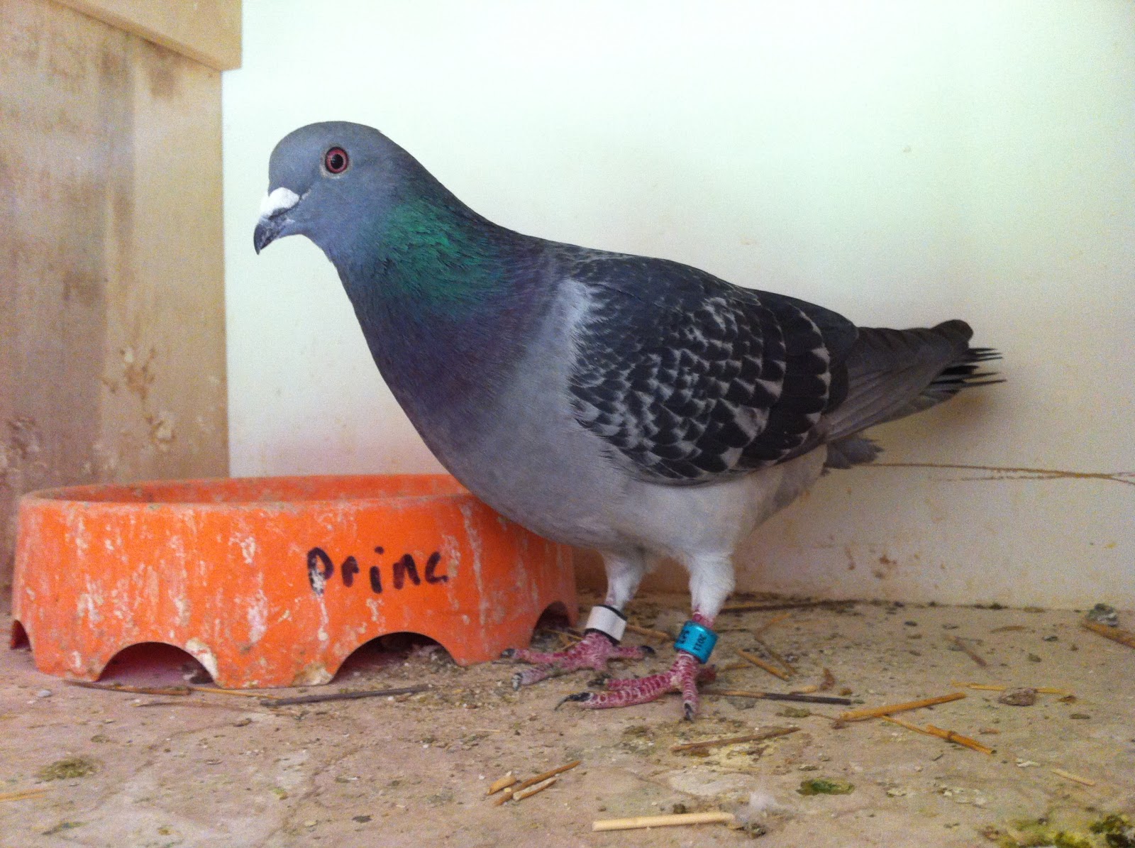 Palomas Mensajeras Mallorca-Baleares (Balearic Islands): Palomas ...