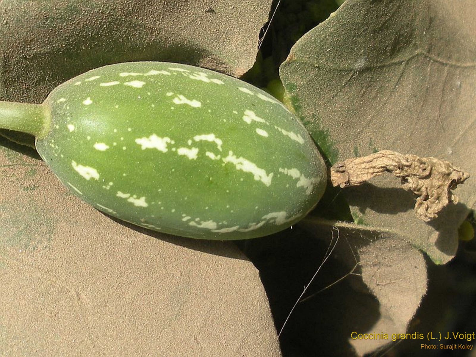 Medicinal Plants: Coccinia grandis Ivy Gourd Donda kaya Kovai kai ...