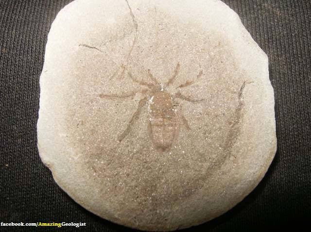 A Perfect Spider Fossil. | Geology In