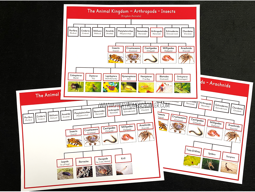 The Arthropods Learning Material (with FREE Files) | The Pinay Homeschooler