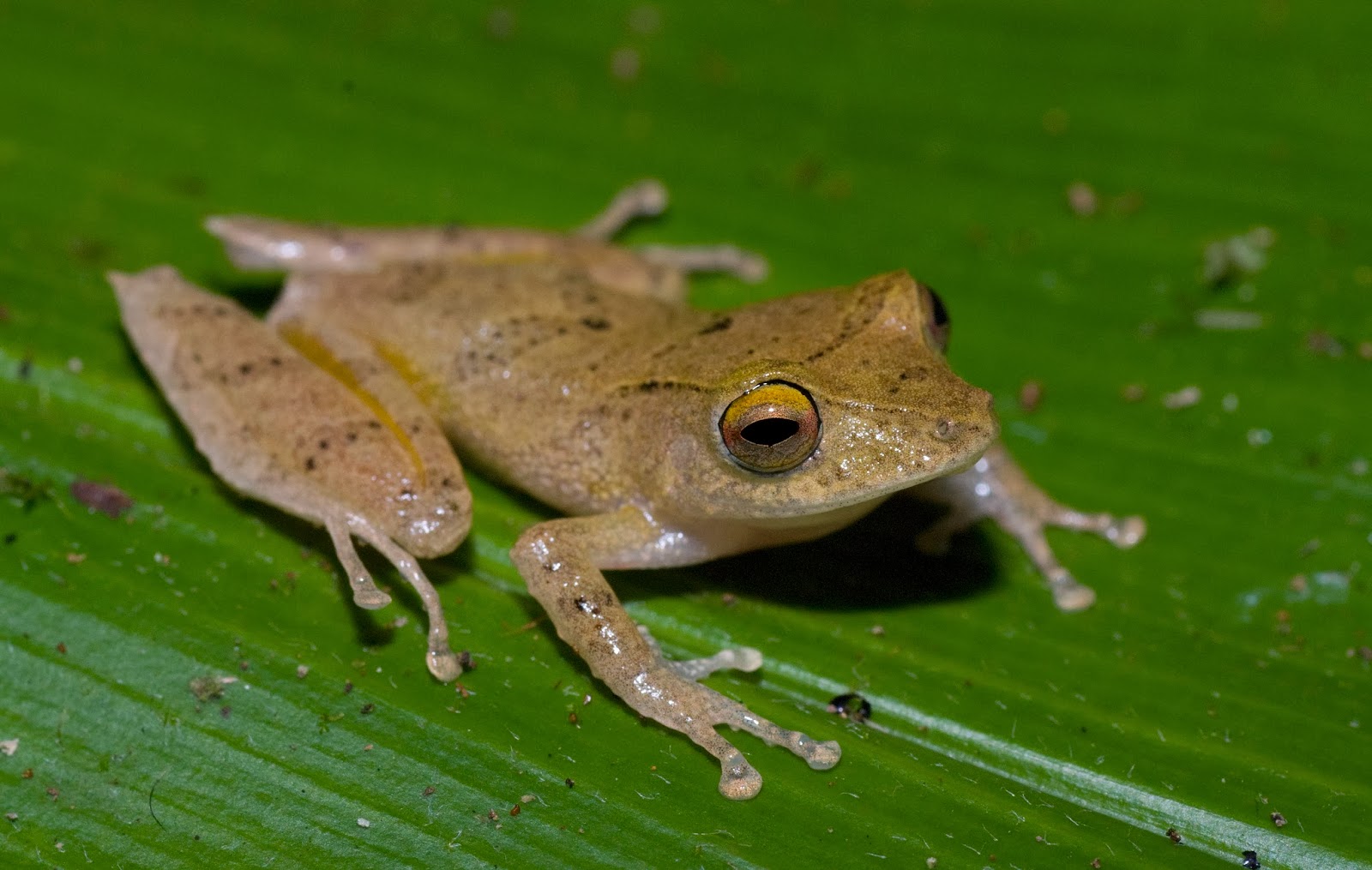 Explorations of an Ecologist: Panama: January 2010 (part 6)