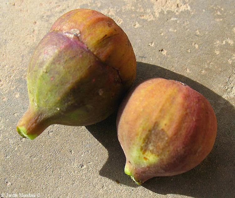 Sangrando en verde: Entre MAMAS y MAMONAS anda el juego