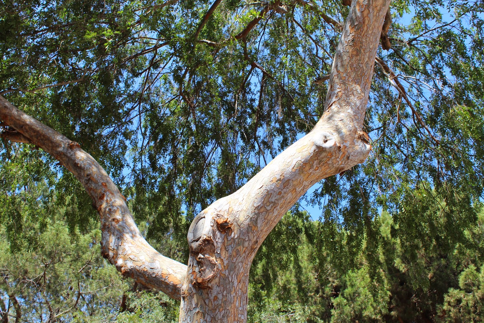 Set-Jetter & Movie Locations and More: Predator 2 (1990)