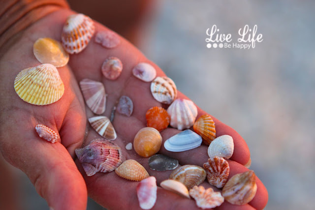 Life and Coconuts: Discovering Shells on Sanibel Island, Florida: A ...