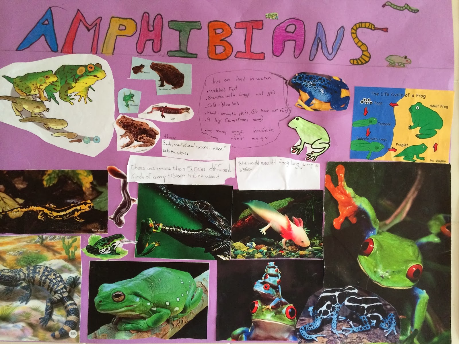 The English Cubby: Vertebrates posters