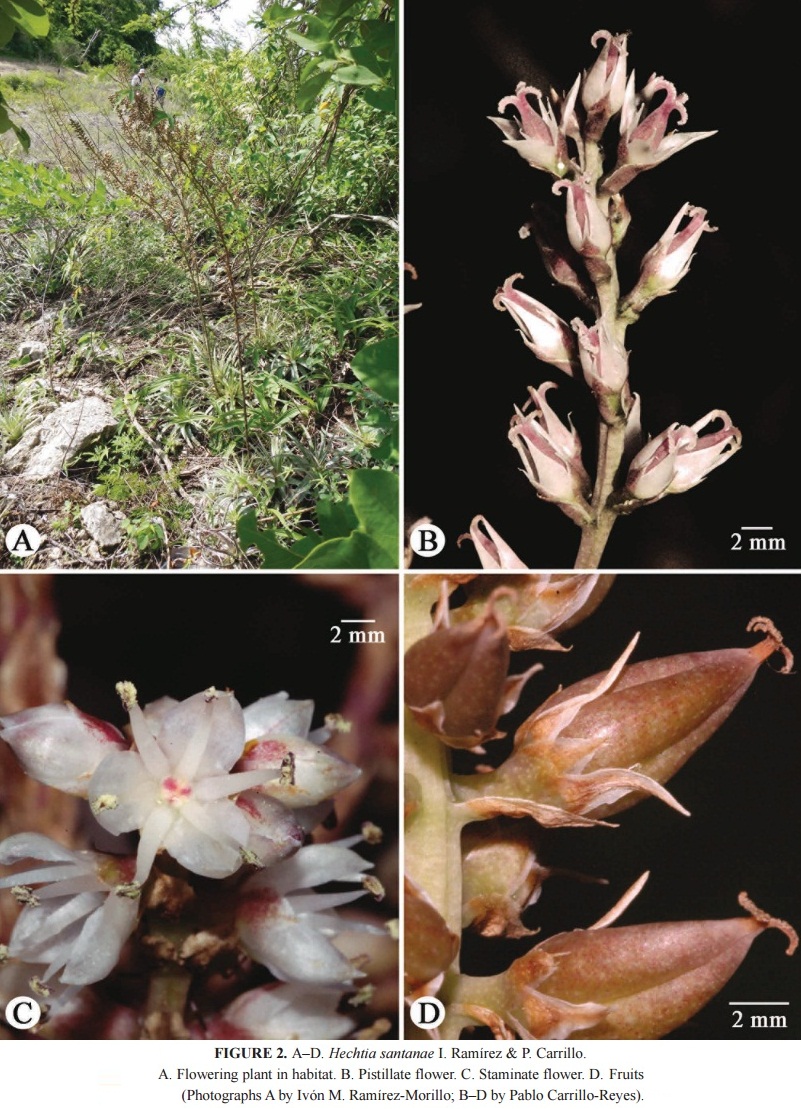 Species New to Science: [Botany • 2016] Hechtia santanae • An Addition ...