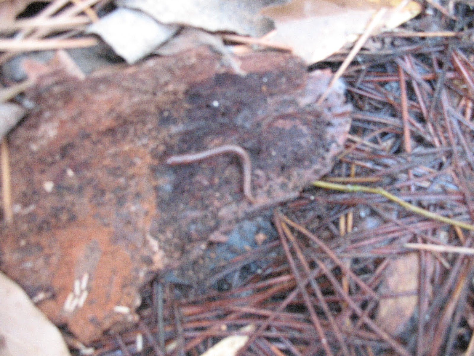 Sensible Survival: Finding Fishing Bait