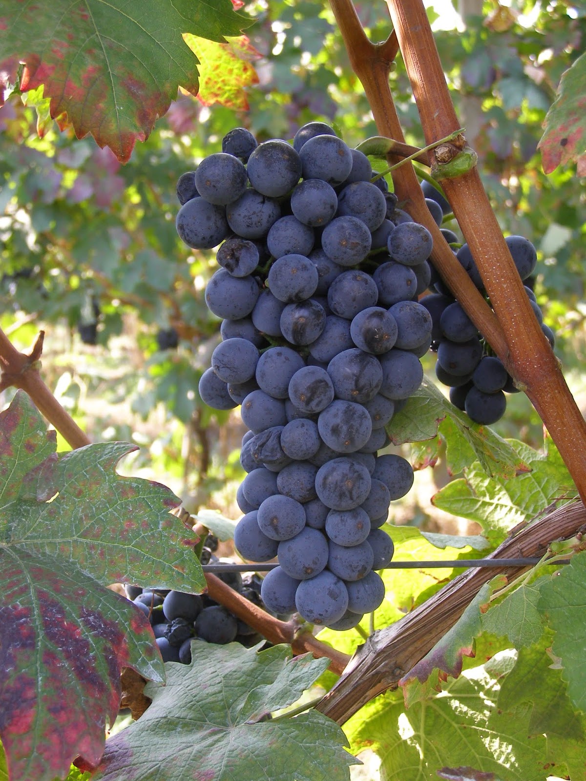 Di Vitigno in Vini: VITIGNO NERETTO (FAMIGLIA)