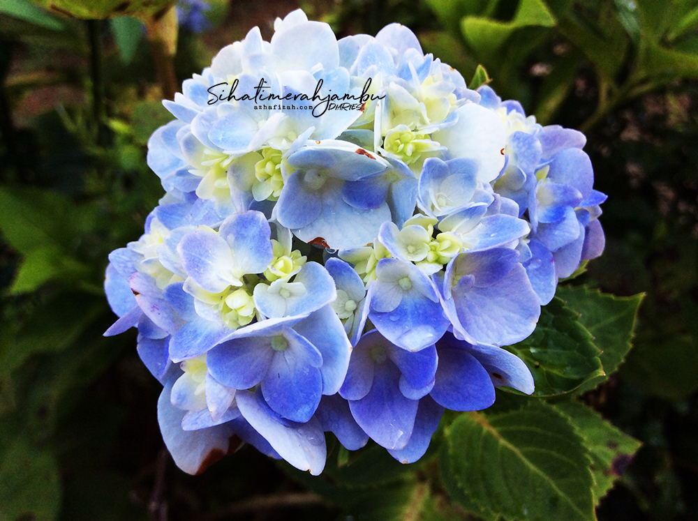 Cara Mengubah Warna Bunga Hydragea | Blog Sihatimerahjambu