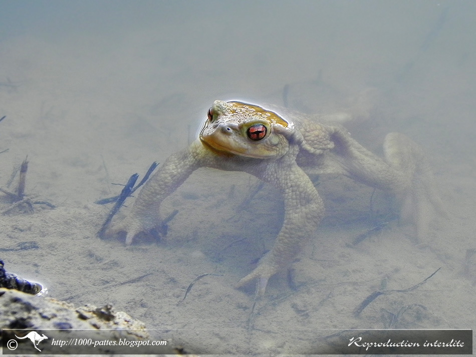 WILDLIFE GATEWAY: Mes crapauds ont déjà entamé leur danse de printemps!