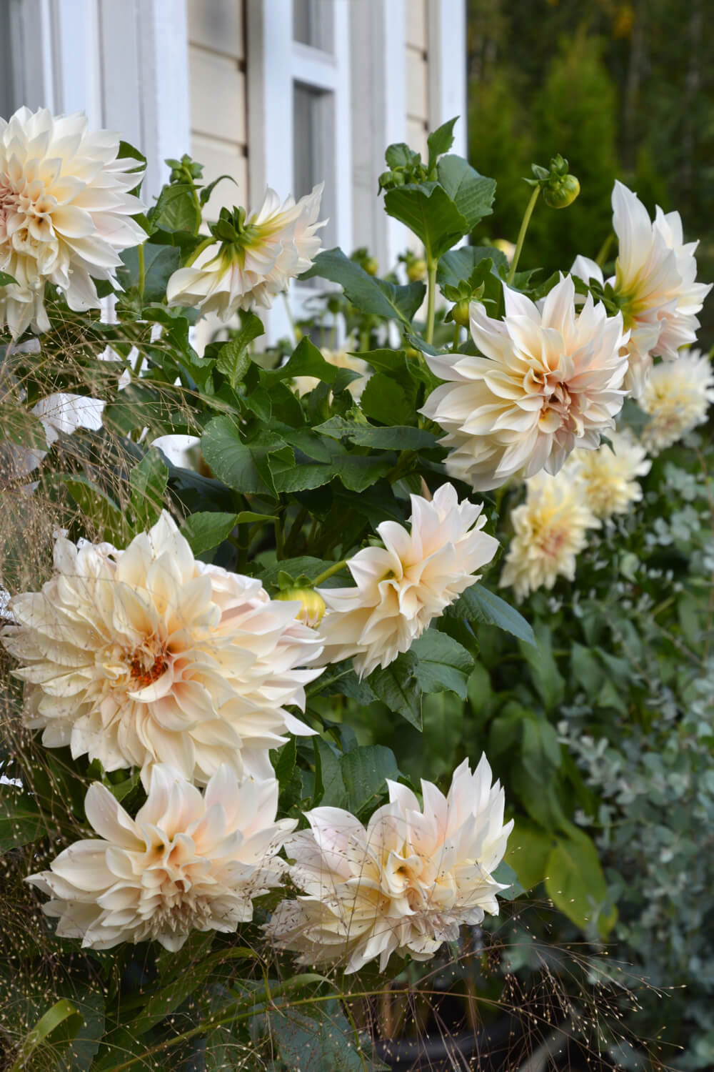 Daalia 'Cafe au Lait' - maitokahvia vai kermakakkua? | Kanelia ja ...