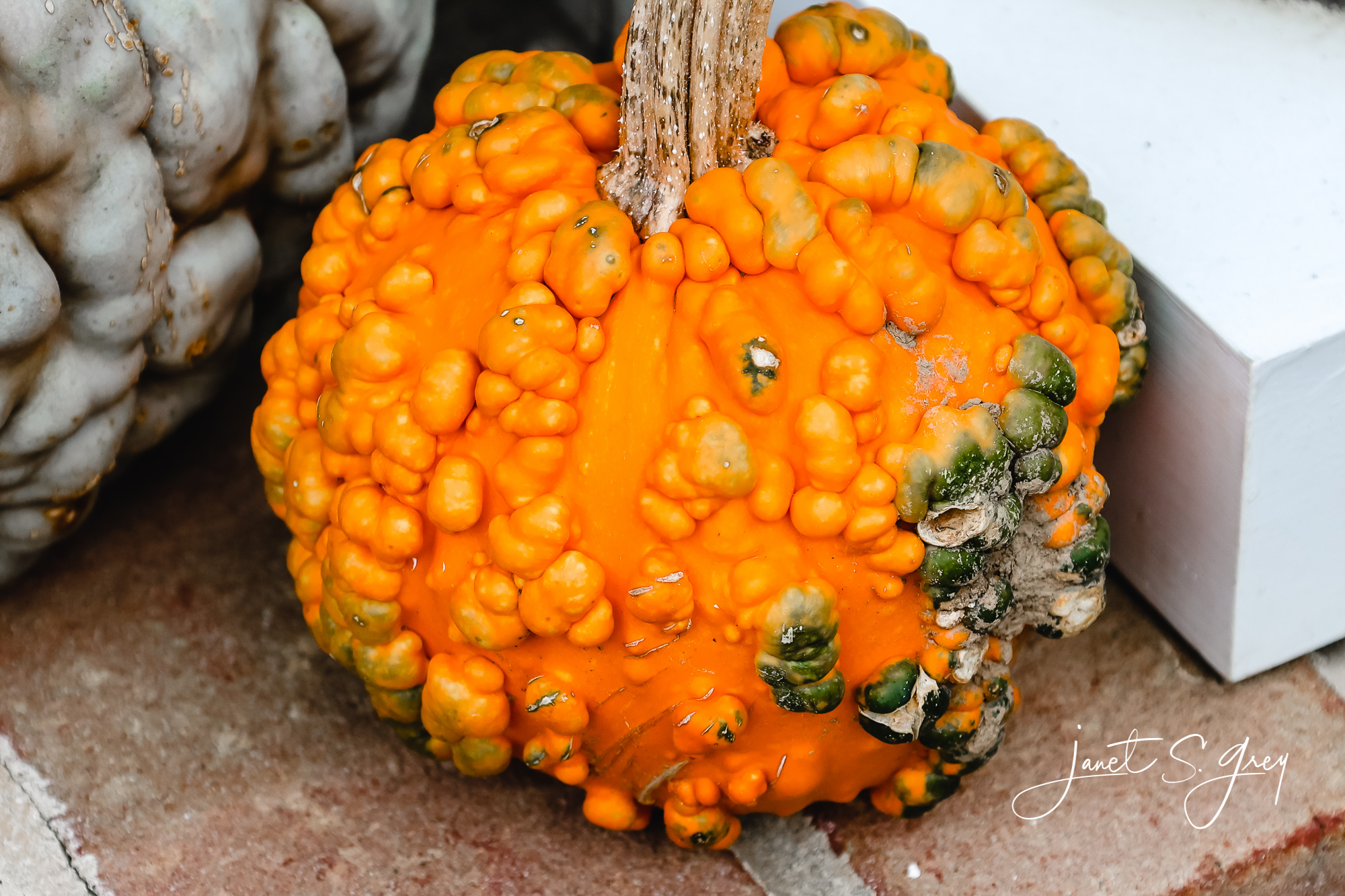 Bumpy Pumpkin and New Cam | JSGrey & Co.