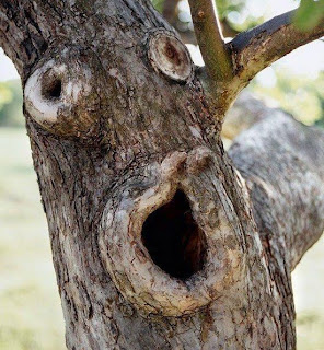 Latest Funny Pictures: Funny Trees Pictures