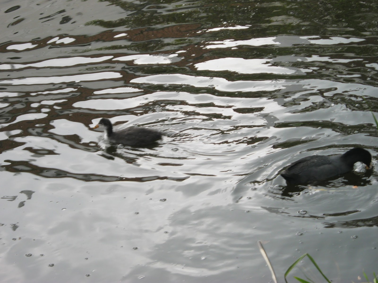 Me and my animal friends: Blishøne / Coot / Wasserhuhn / Foulque ...