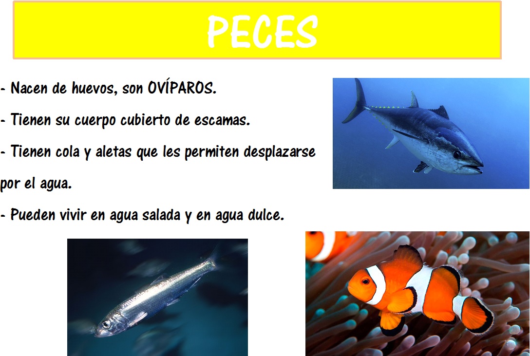 EL PRIMER DESAFÍO: Recursos: Aves y Peces
