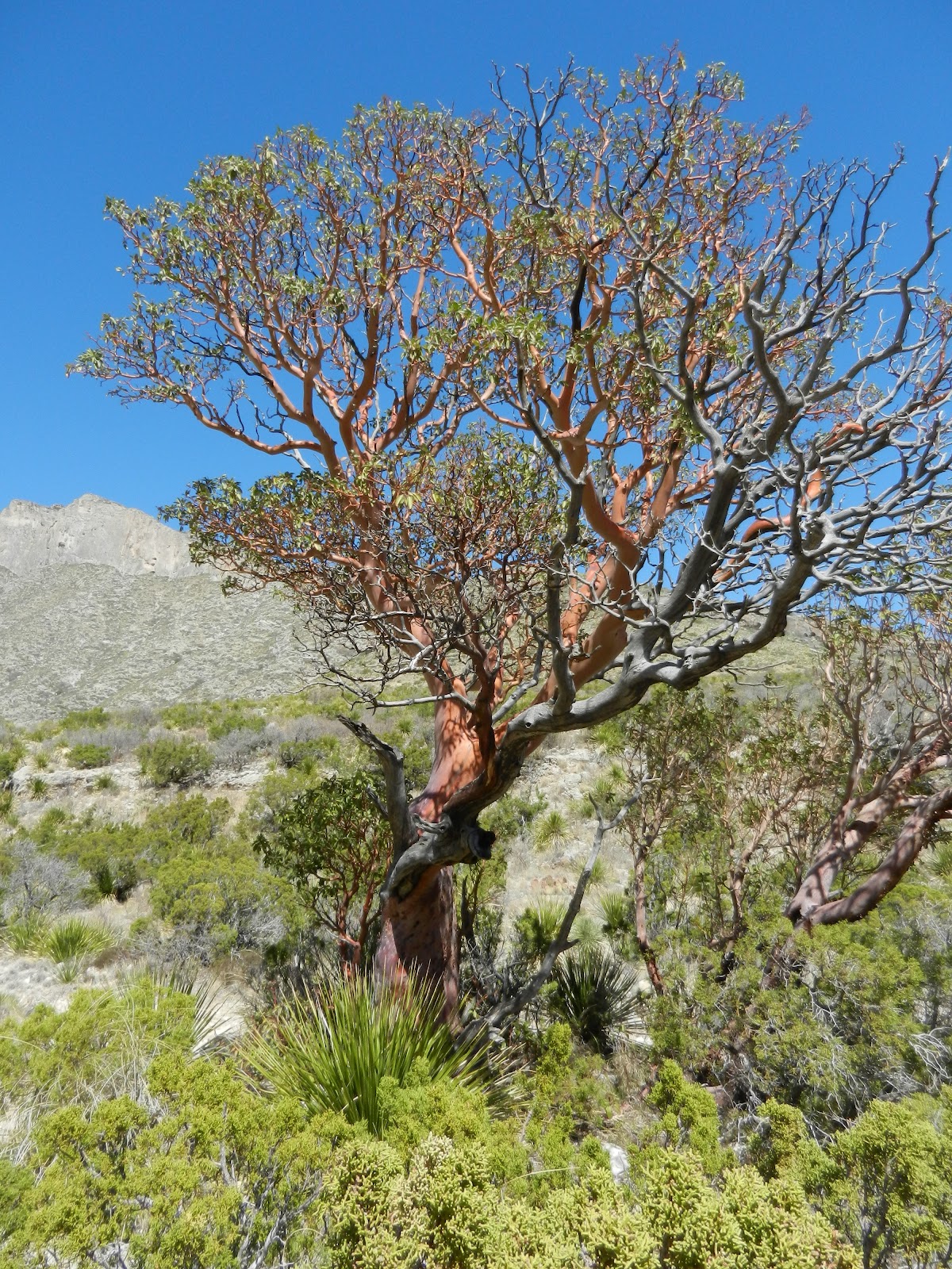 Fizzy Notions: Texas Madrone