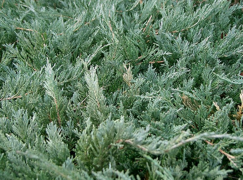 Las plantas y sus usos: Usos y beneficios de la sabina