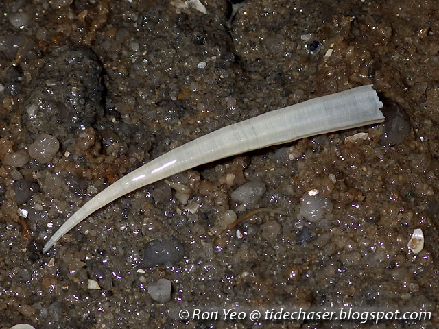 tHE tiDE cHAsER: Tusk Shells (Phylum Mollusca: Class Scaphopoda) of ...