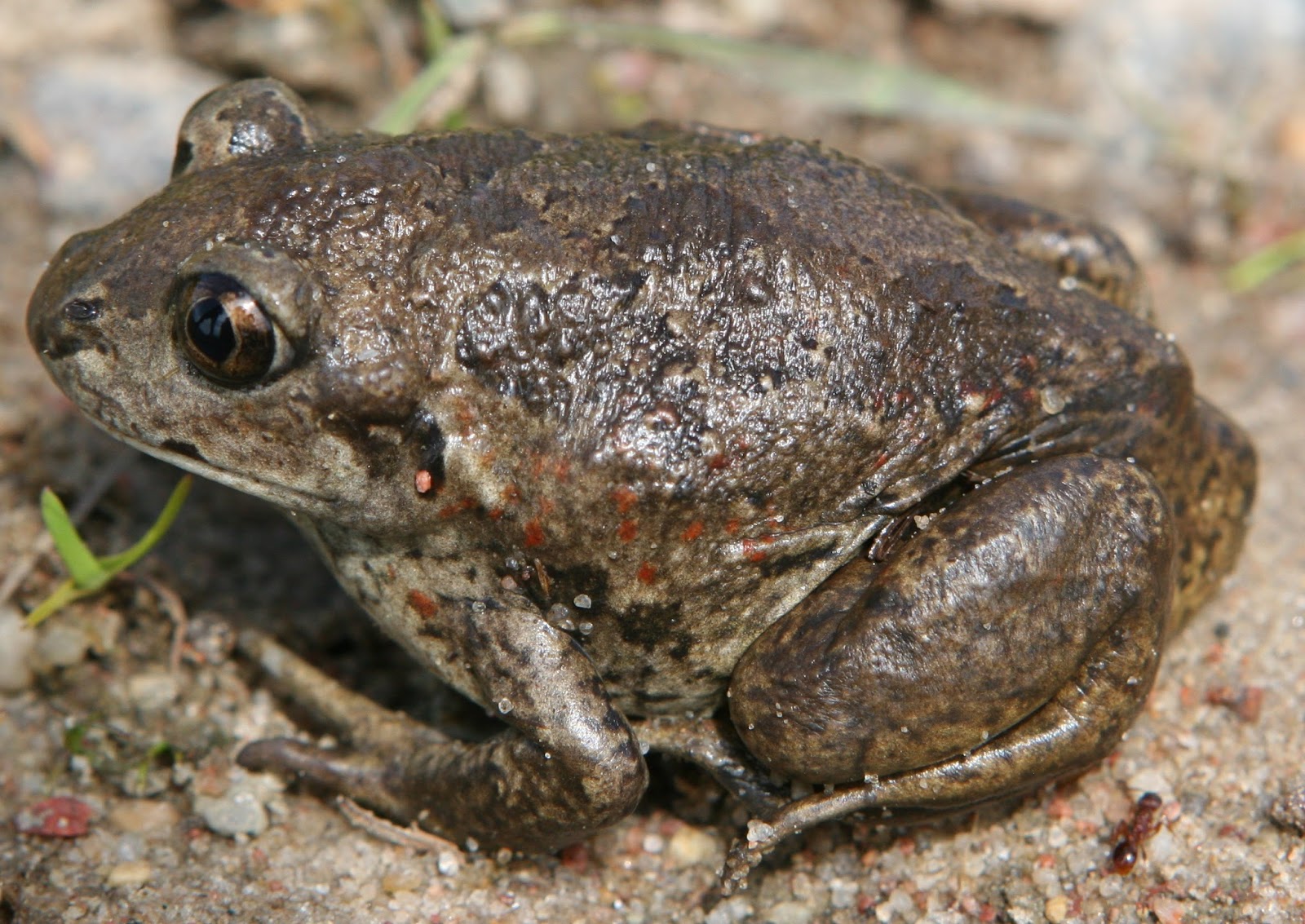 Anura Sea Creature - Natural Beauty