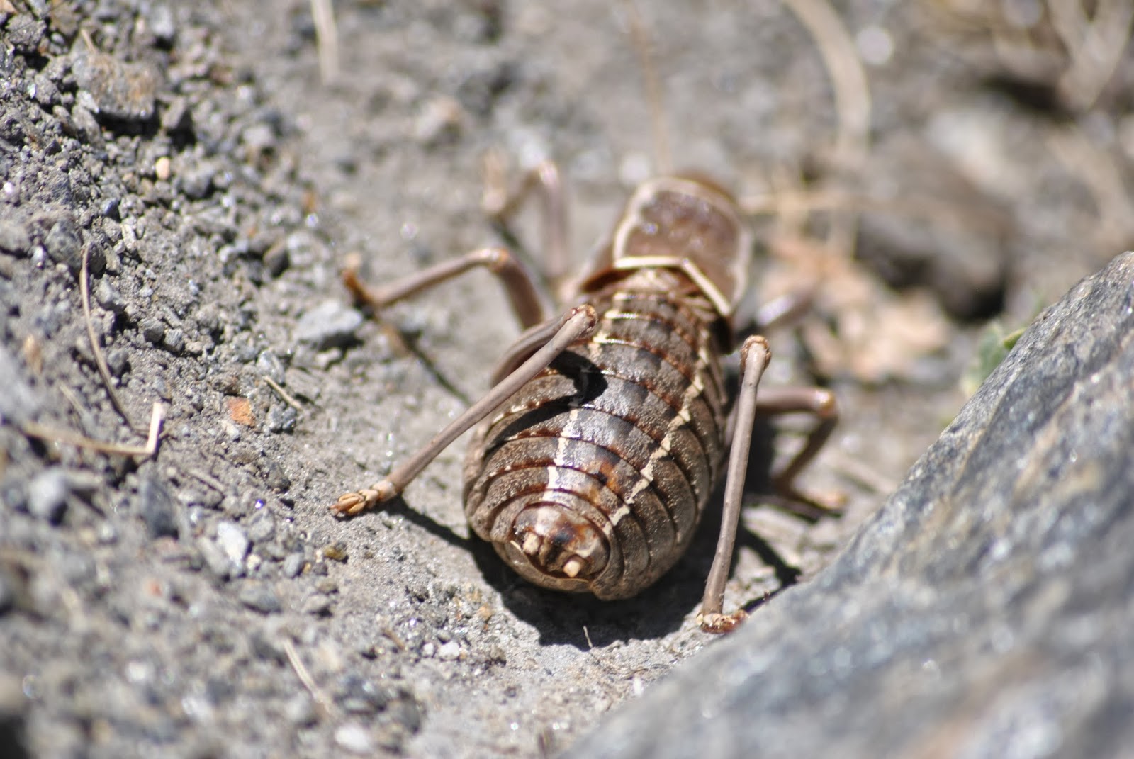 Insectos de la Sierra de Huetor: Orden Orthoptera