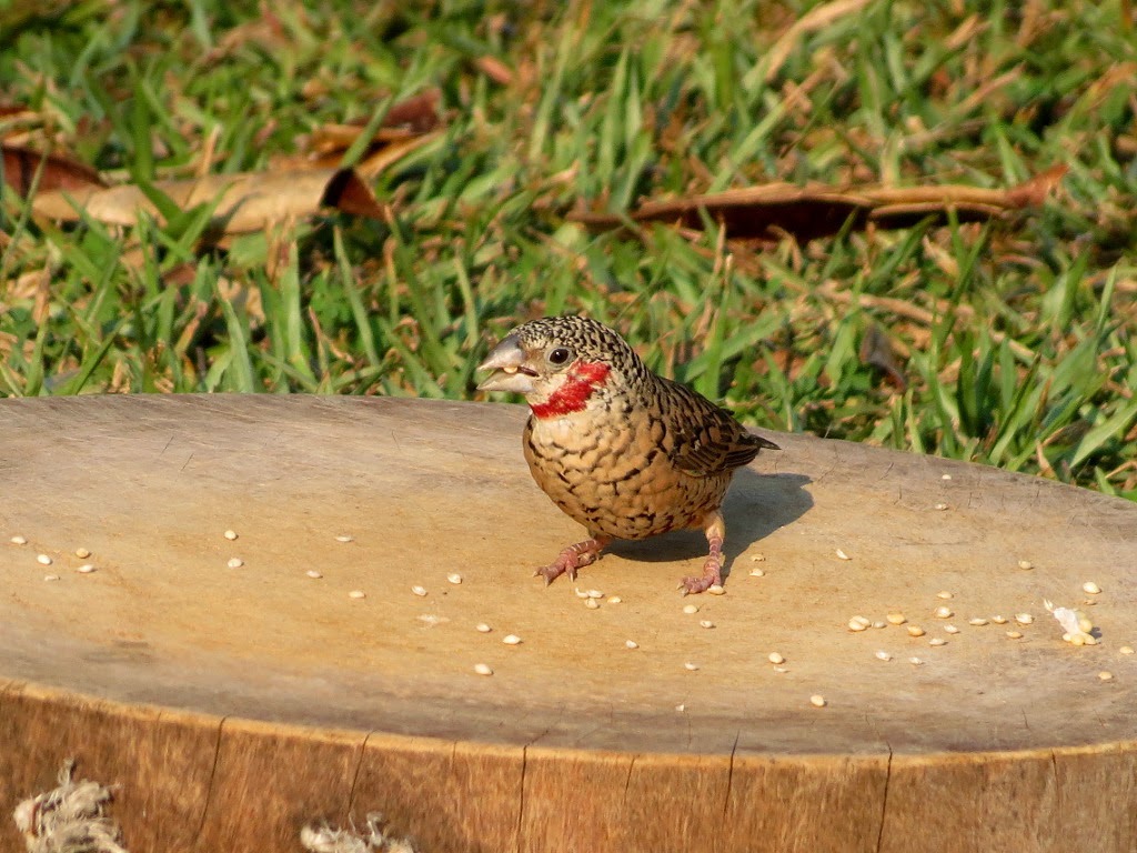 Singapore Birds by a Foreigner: Barbets, Parrots, Shrikes ...
