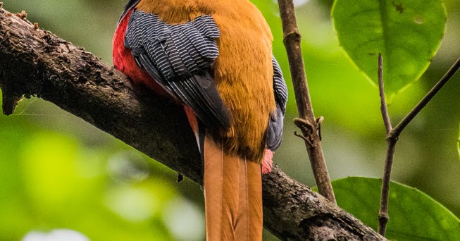 Malaysian Nature Society Kuching Branch: Bird Watching in Sarawak talk