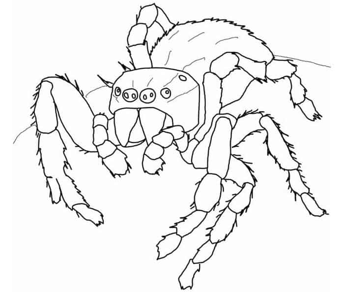 Huge Collection of Spider Coloring Page - Yuk Sebar