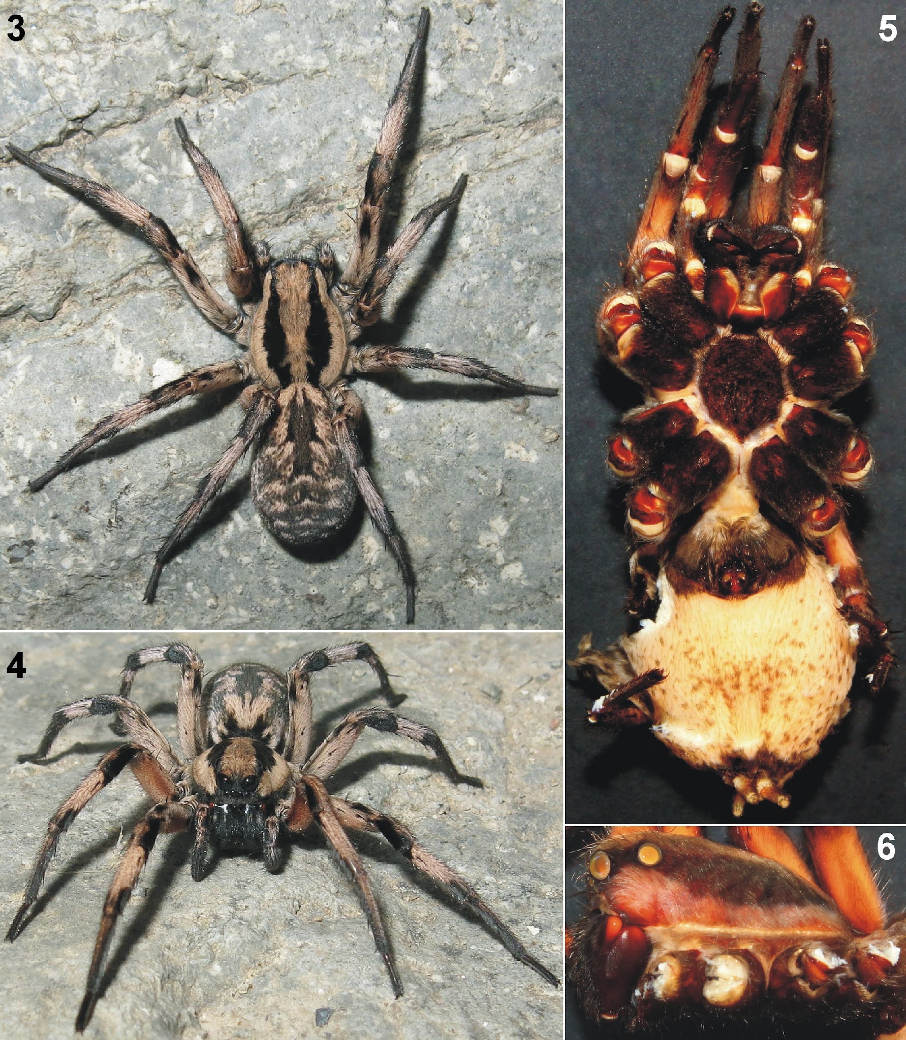 Species New to Science: [Arachnida • 2017] Lycosa aragogi • A New ...