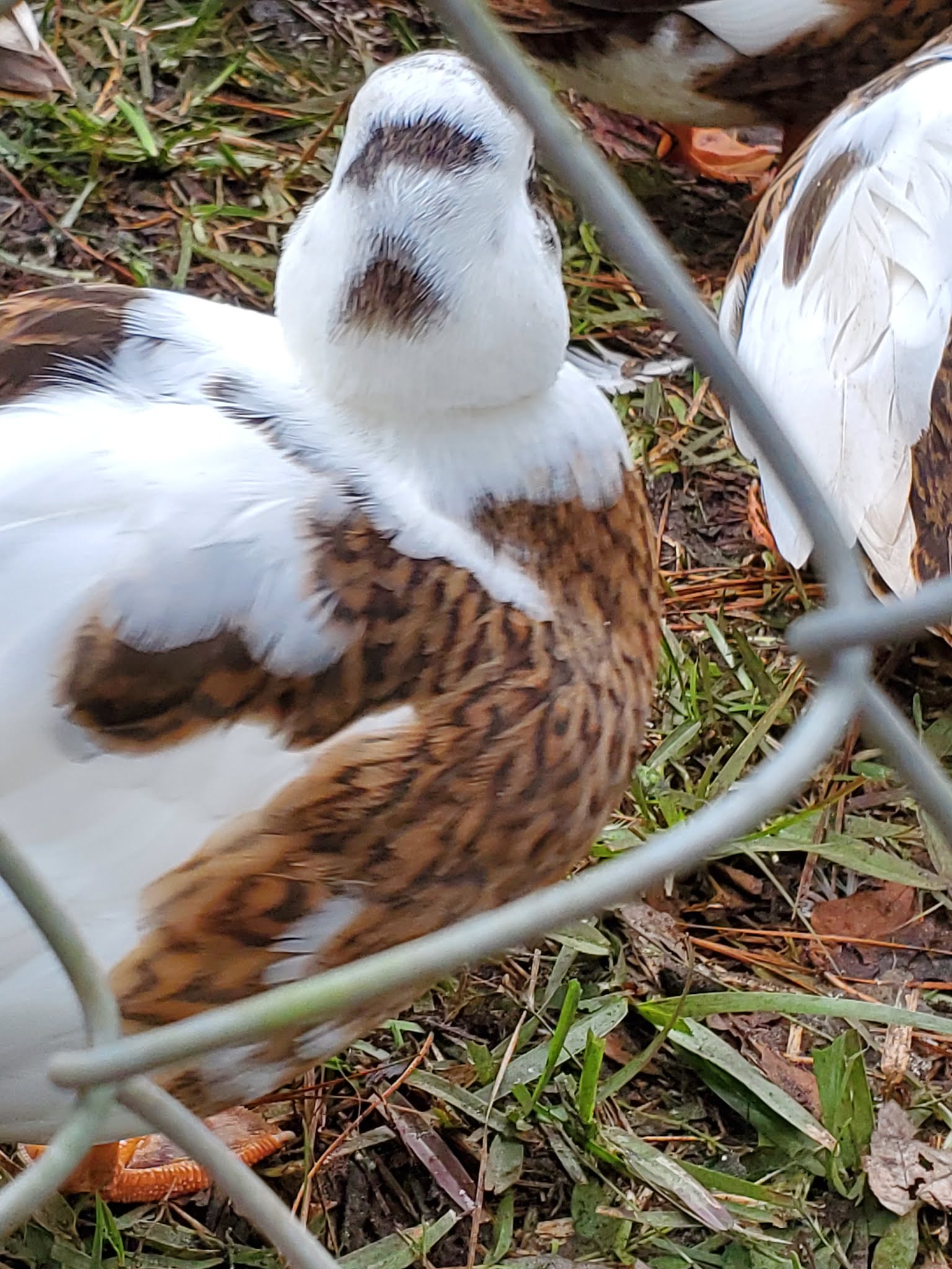 Blue Sky Country Farm: Penciled Call Duck