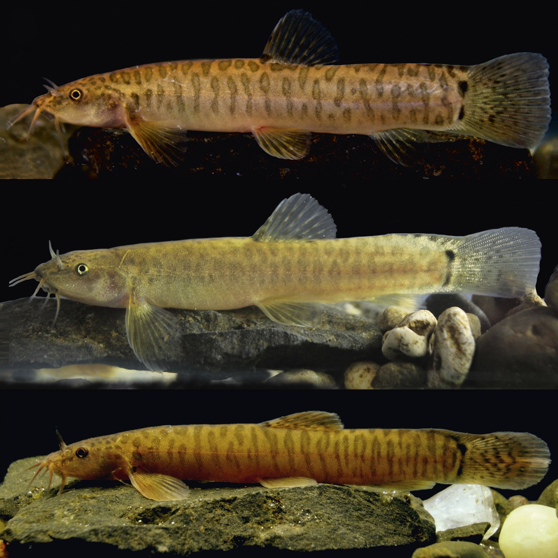 Species New to Science: [Ichthyology • 2021] Indoreonectes neeleshi & I ...