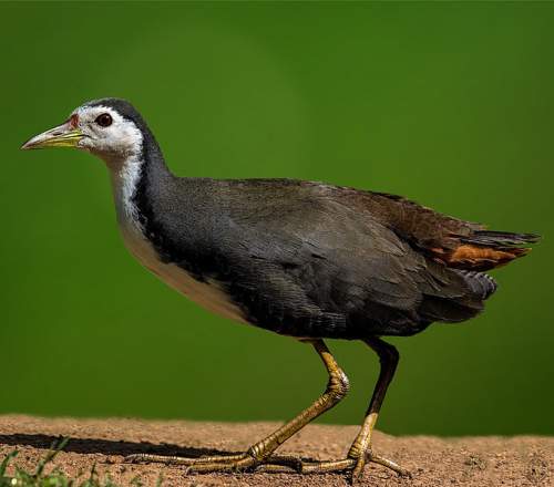 White-breasted waterhen | Birds of India | Bird World