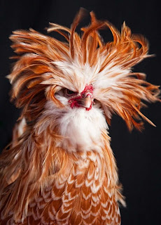 Las Fotos Mas Alucinantes: pollos despeinados