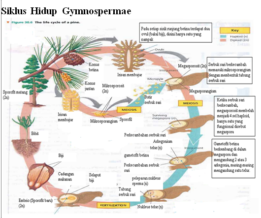 Biologi Hasballah Bireuen: Tahapan Reproduksi Seksual Pada Tumbuhan Bunga