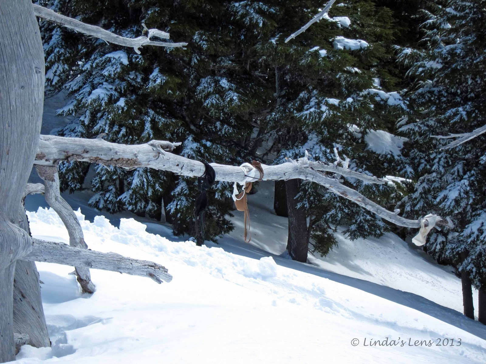 Linda's Lens: The Bra Tree and Katie's Sled Ride