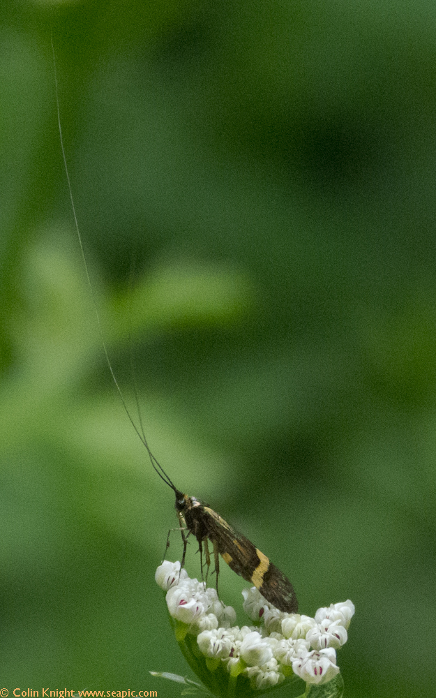 Postcards from Sussex: Longhorn Moths at Warnham