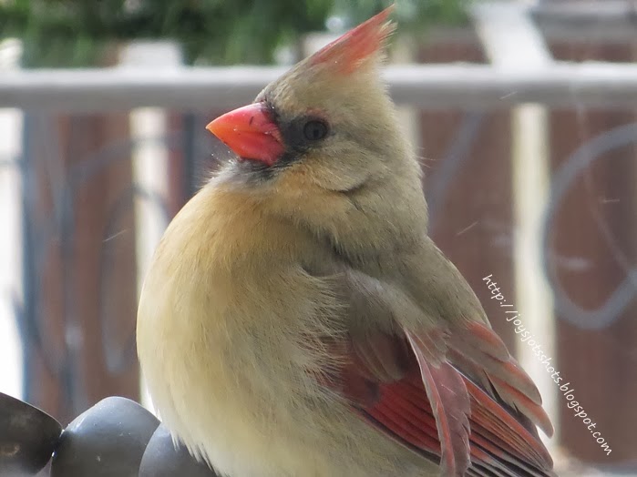 Joy's Jots, Shots & Whatnots: Wordless Wednesday #80~ Female Cardinal ...