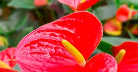 MENGENAL TANAMAN HIAS ANTHURIUM - Hewan Peliharaan