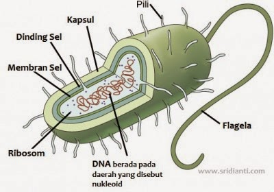 Pustaka Angga: Sel Prokariotik (IPA VII)